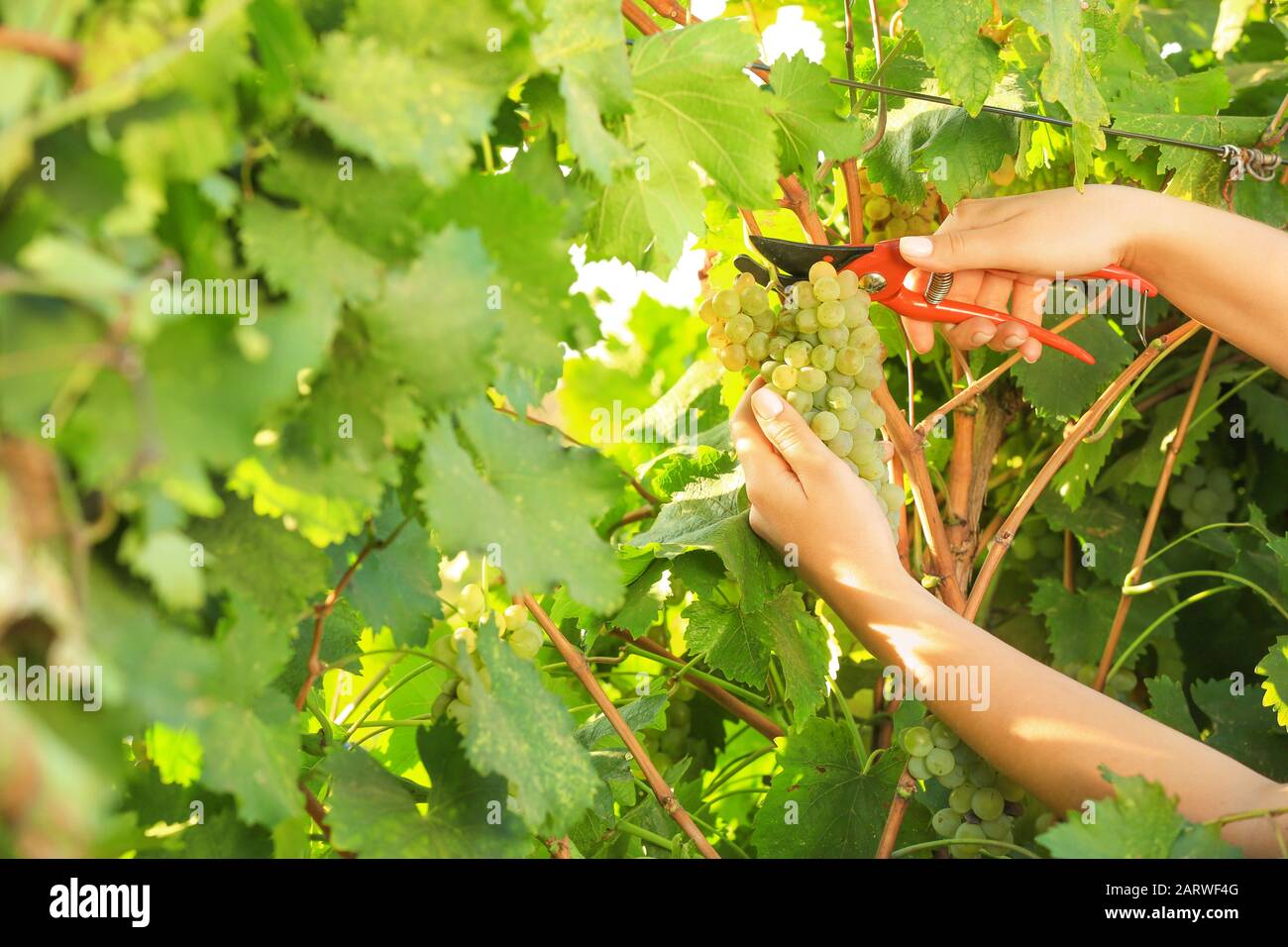 Woman cutting cluster of fresh ripe juicy grapes with pruner Stock ...