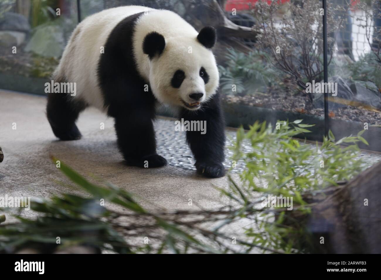 Berlin: The photo shows the panda-Mother Meng Meng behind a glass pane ...
