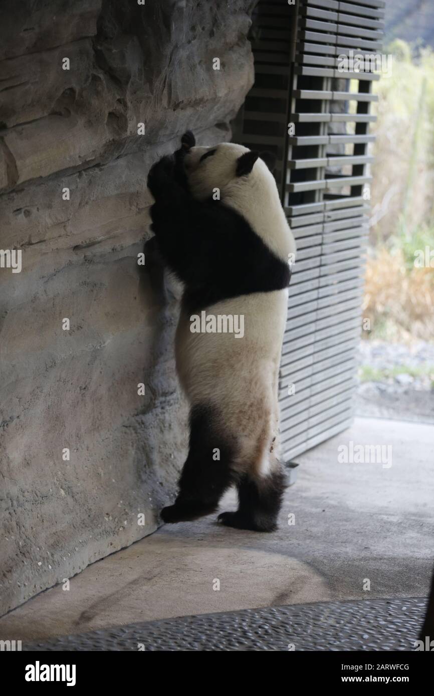 Berlin: The photo shows the panda-Mother Meng Meng behind a glass pane ...