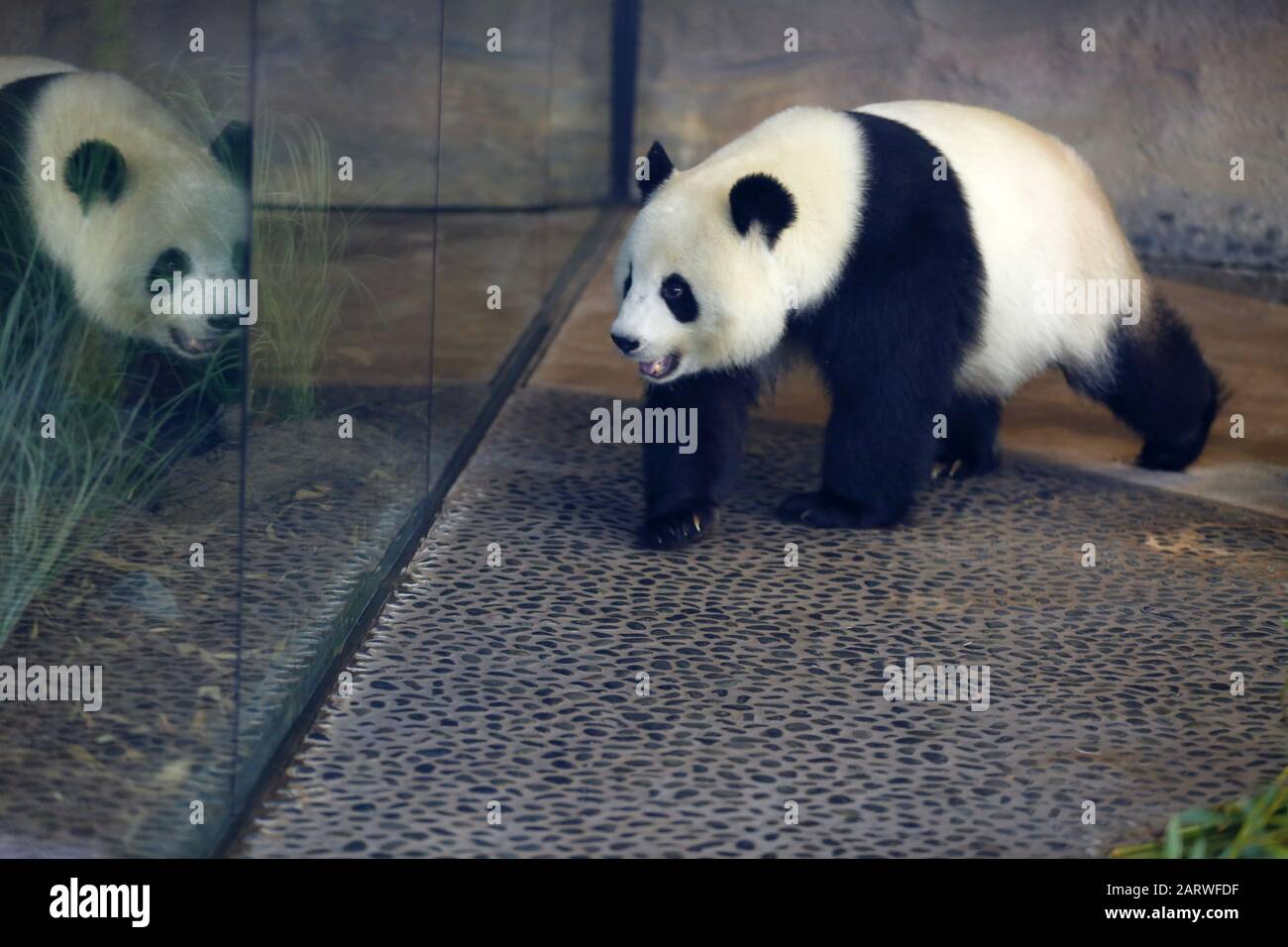 Berlin: The photo shows the panda-Mother Meng Meng behind a glass pane ...