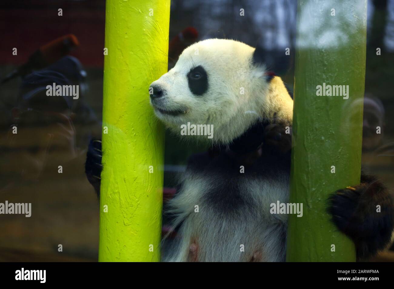 Berlin: The photo shows the panda-Mother Meng Meng behind a glass pane ...