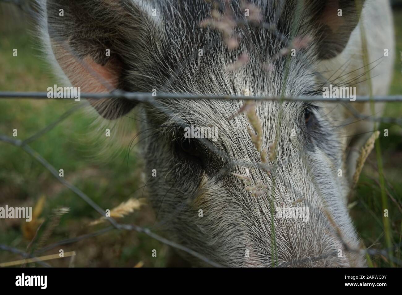 Pig inside the fence hi-res stock photography and images - Alamy