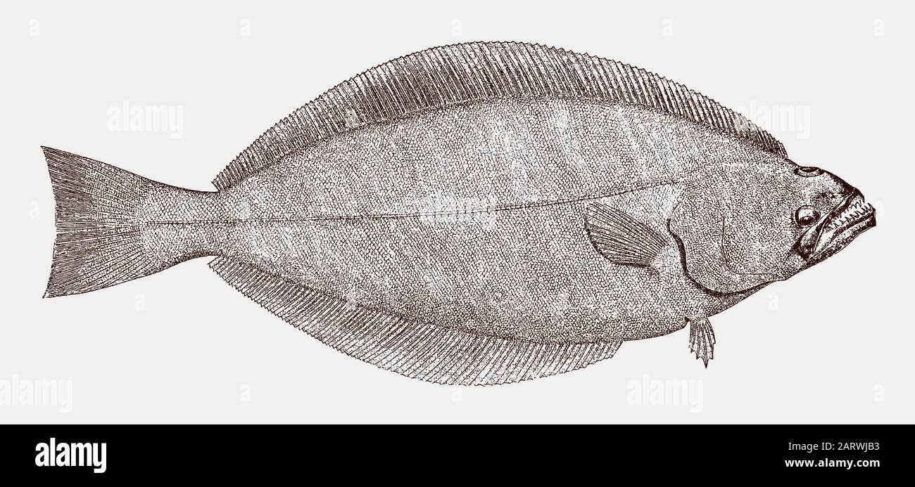 Greenland halibut reinhardtius hippoglossoides in top view Stock Vector ...