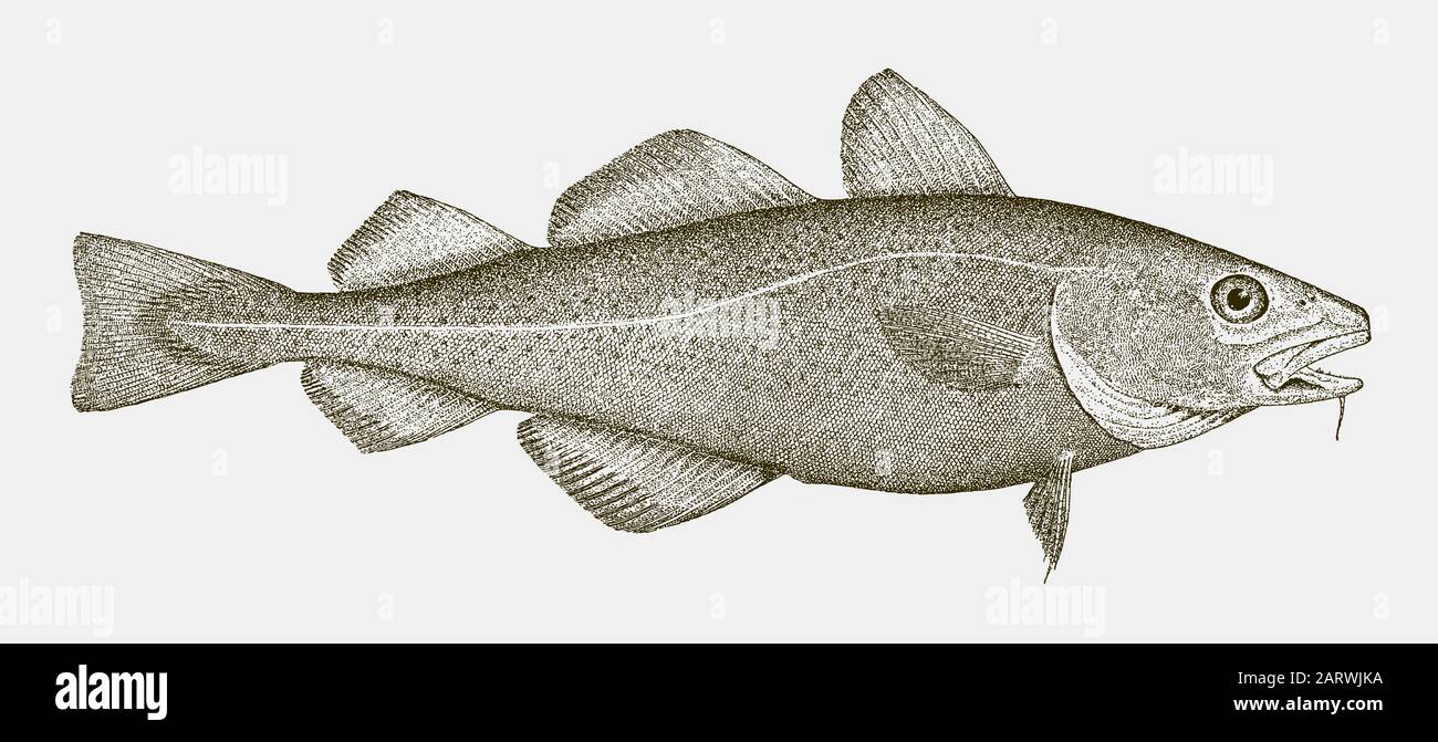 Atlantic cod fish gadus morhua Stock Vector Images - Alamy