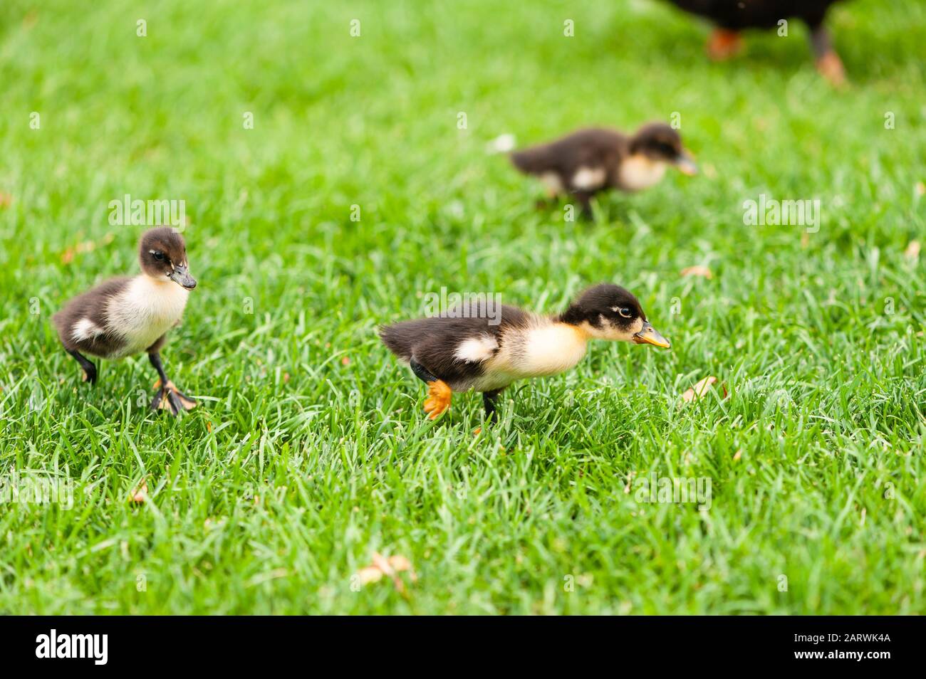 Small baby ducks walk at green grass Stock Photo - Alamy