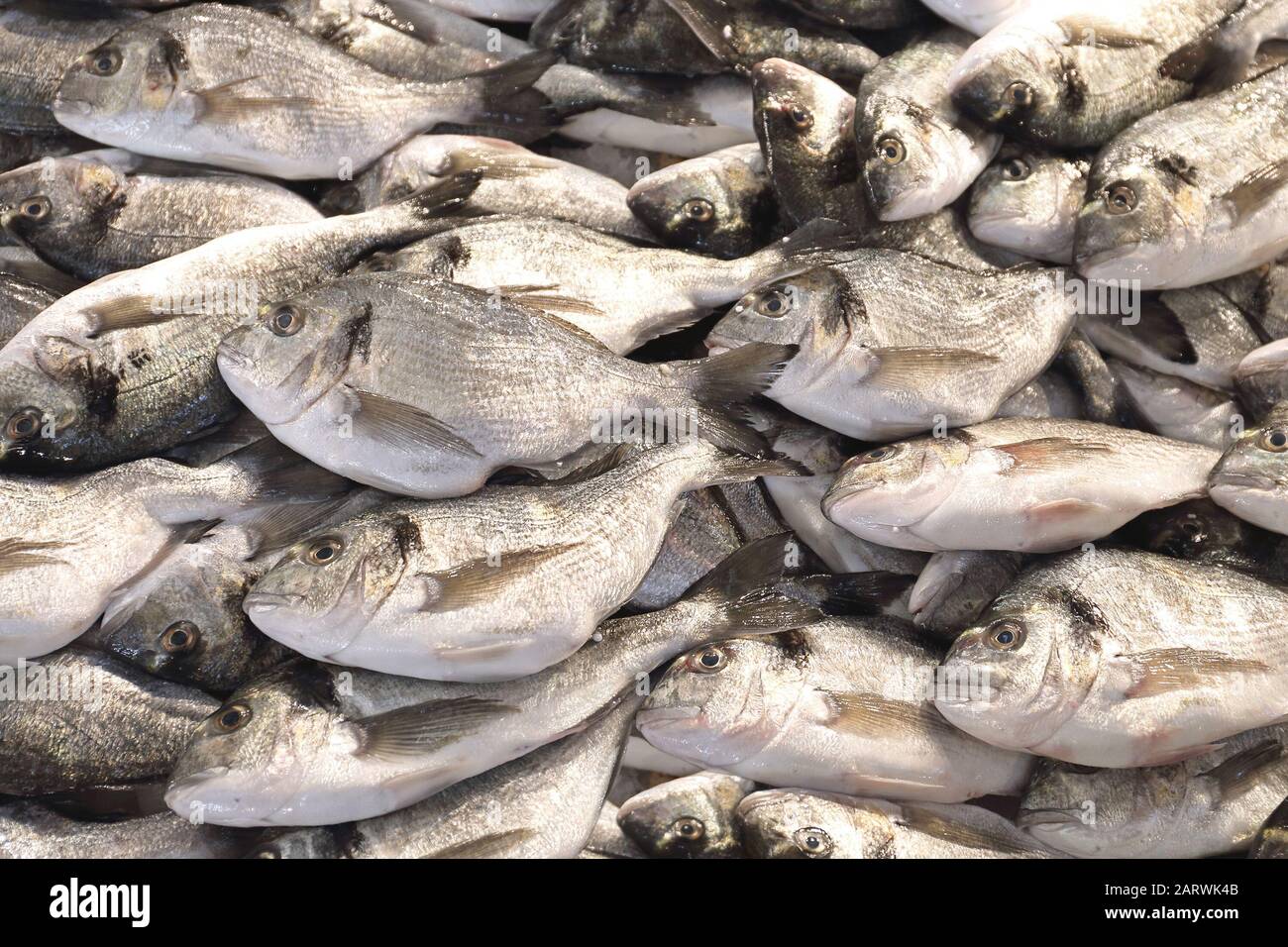 Bream catch hi-res stock photography and images - Alamy