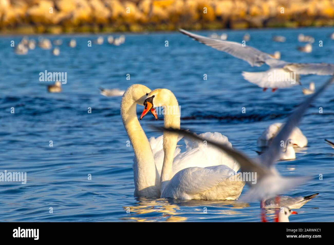 Mute swans courtship dance hi-res stock photography and images - Alamy