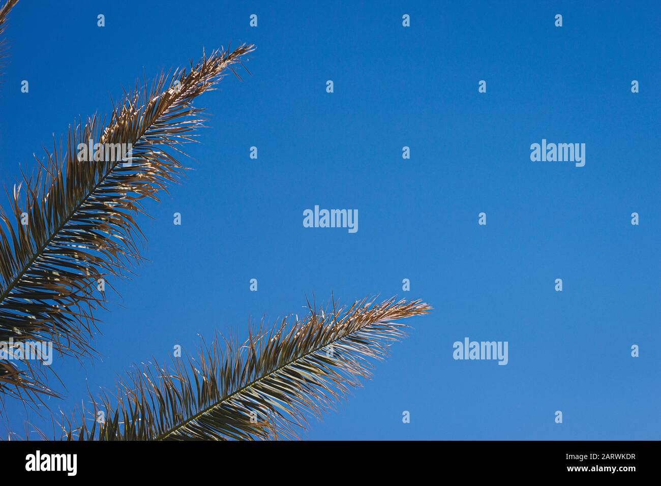 Low angle shot of two branches of a tree under a clear blue sky Stock ...
