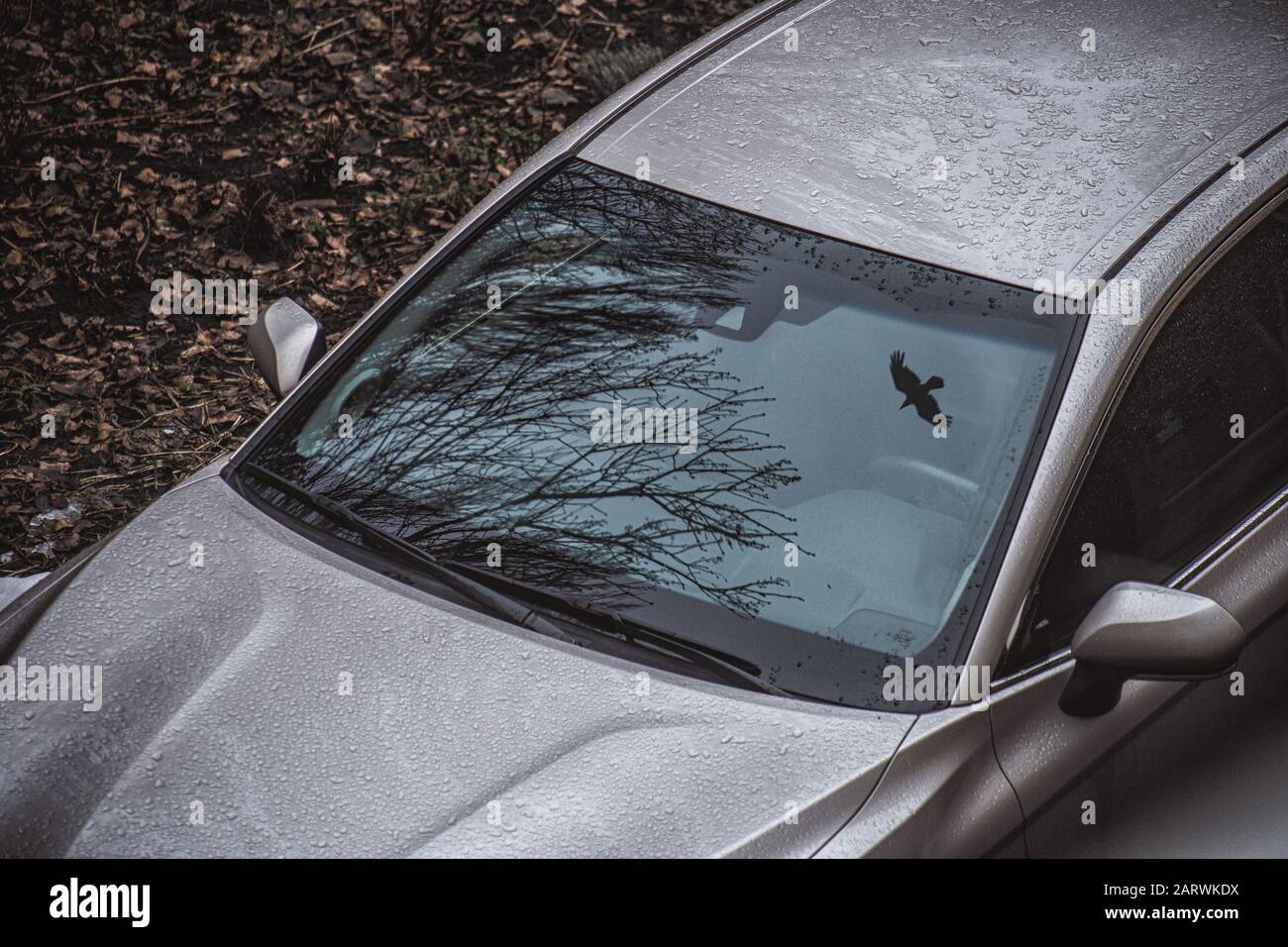 High angle shot of a dry tree and a flying bird reflected on its ...