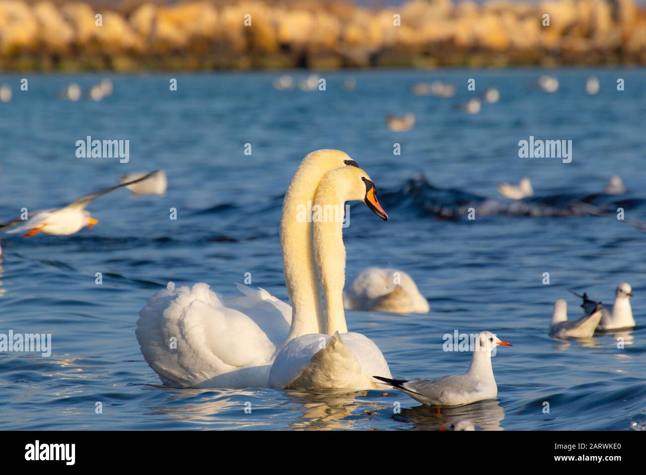 Mute swans courtship dance hi-res stock photography and images - Alamy