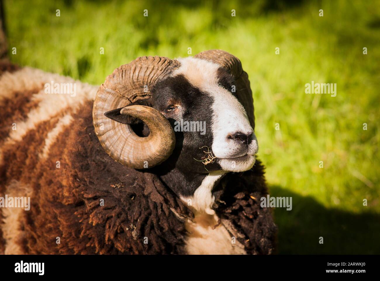 Jacob sheep hi-res stock photography and images - Alamy