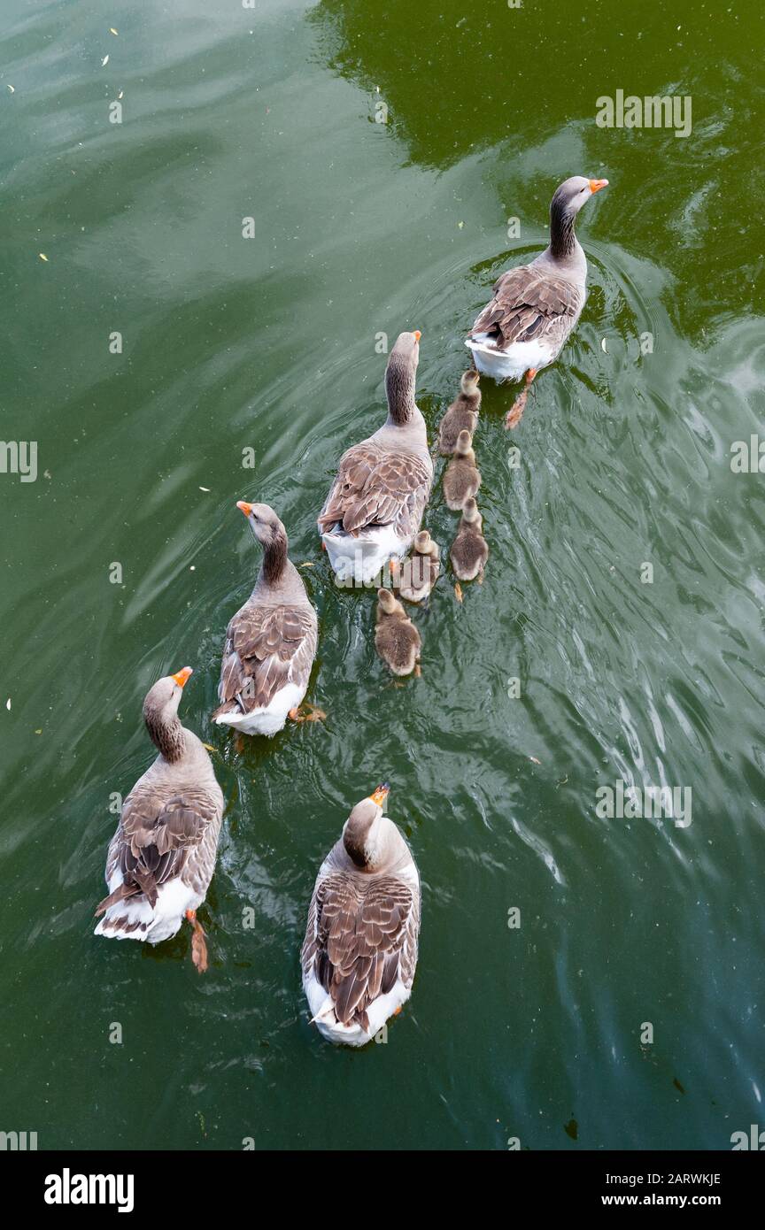 A goose flock floats on the river, a top view. Greylag goose with its ...