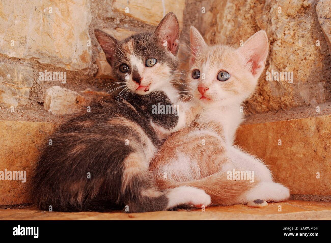 Closeup of two young cats cuddling together at a corner of a stone wall ...