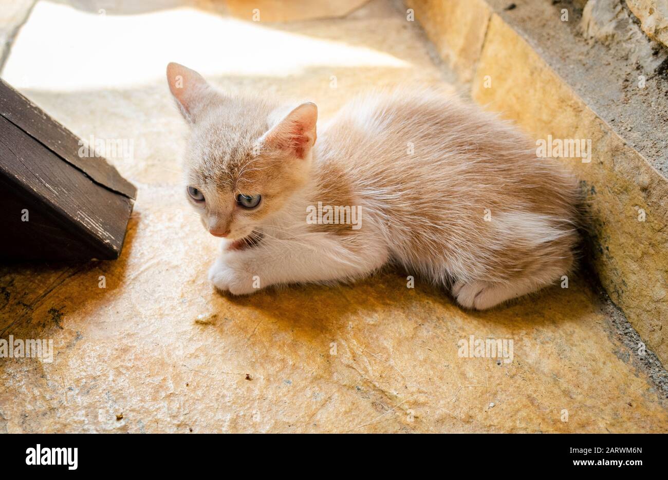 Sad black white cats hi-res stock photography and images - Alamy
