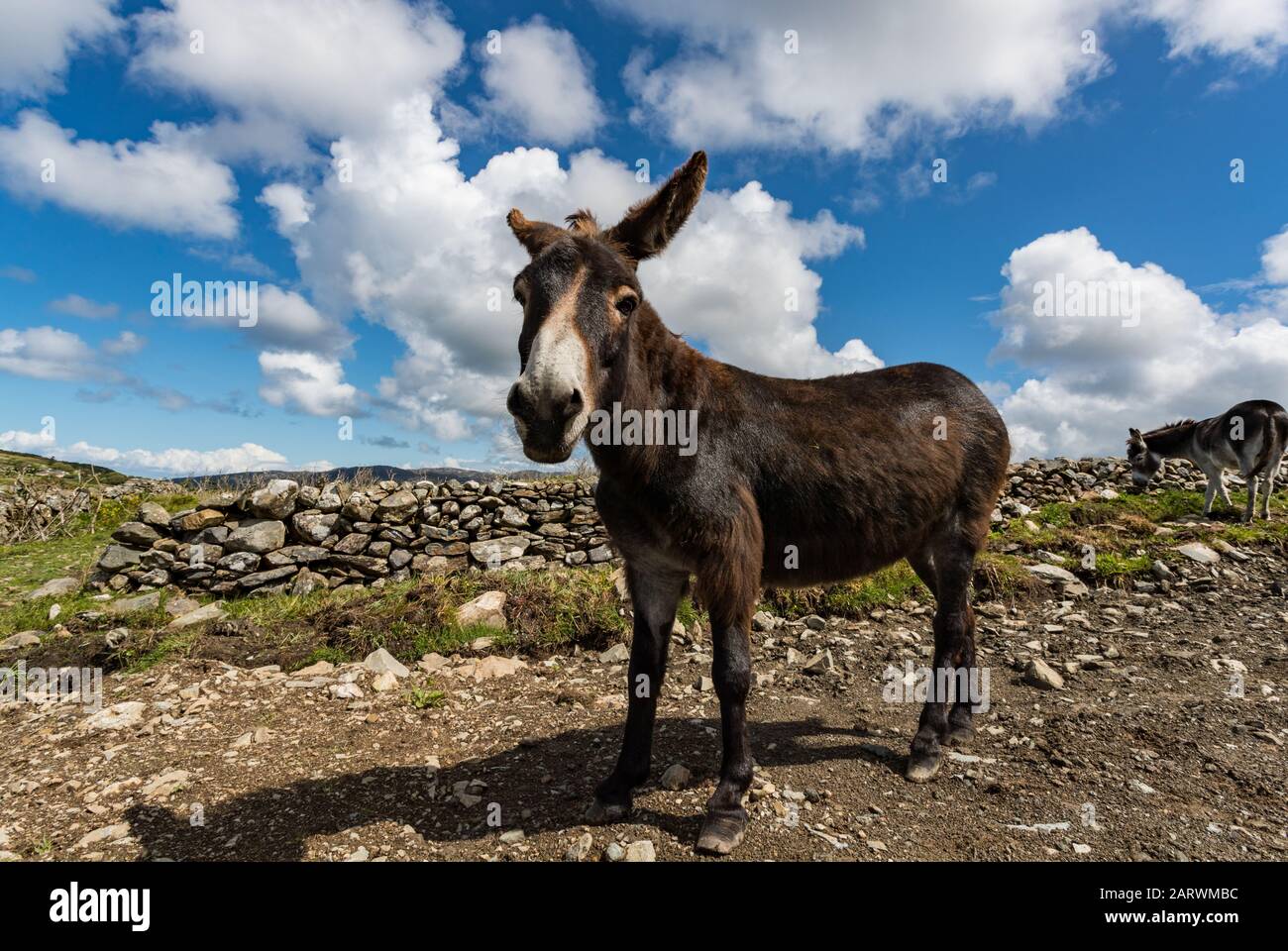 donkey in a rural field beside an old stone wall in Connemara on the ...