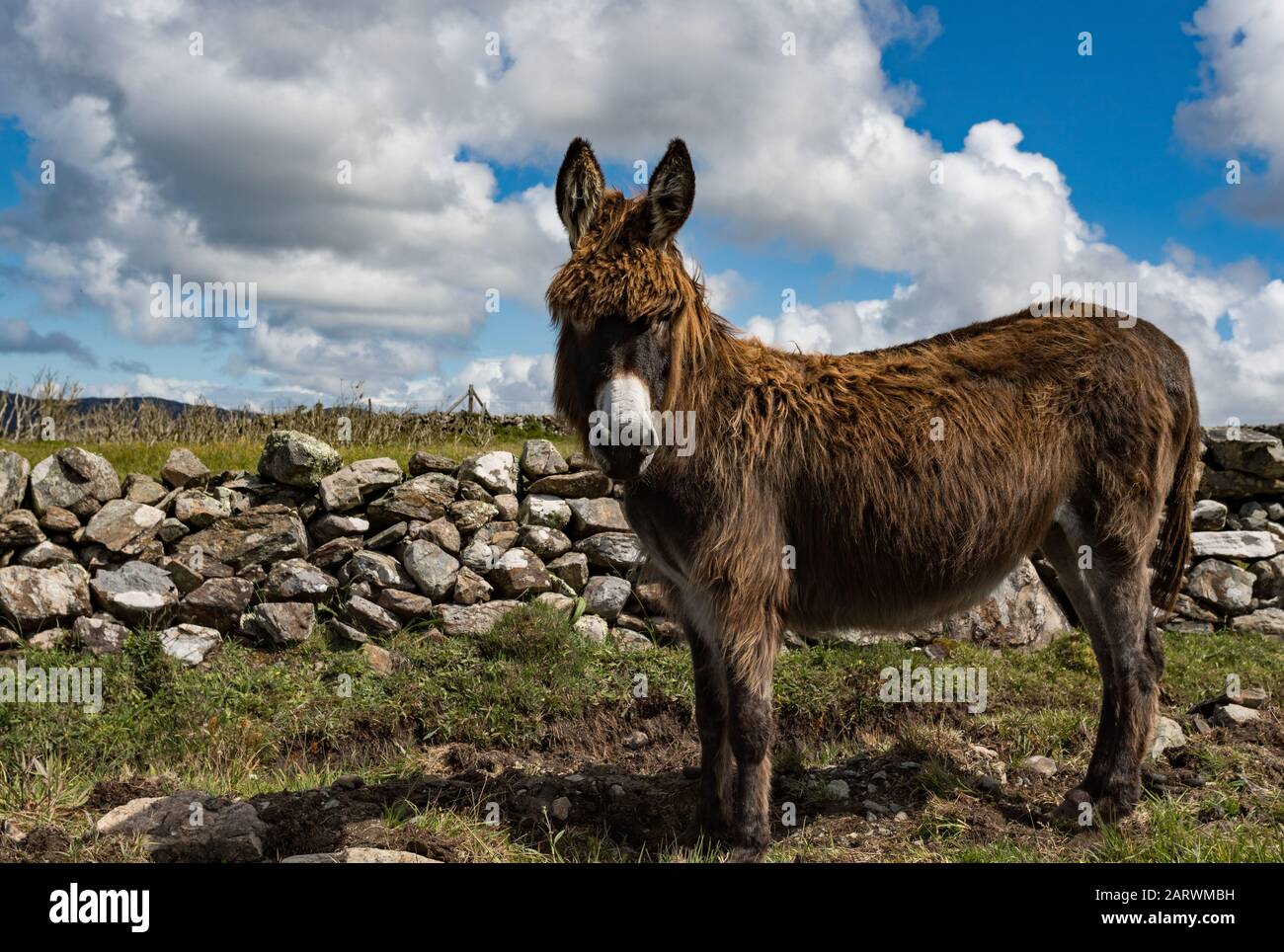 donkey in a rural field beside an old stone wall in Connemara on the ...