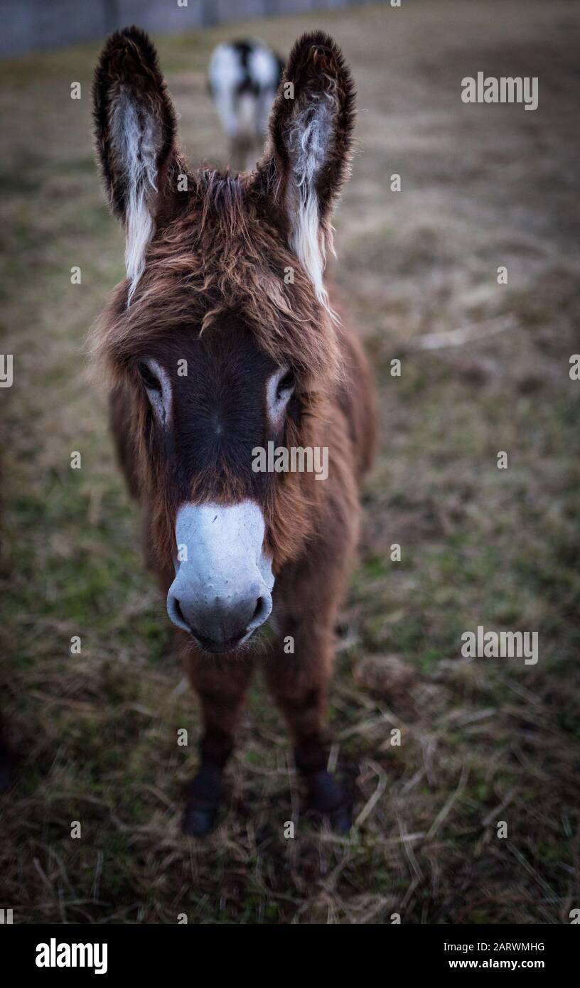 fluffy donkey in a rural field in Connemara on the west coast of ...