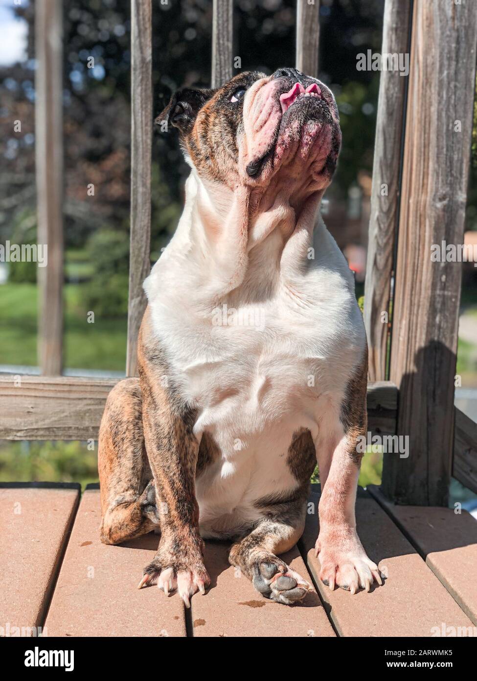 English bulldog puppy laying down hi-res stock photography and images ...