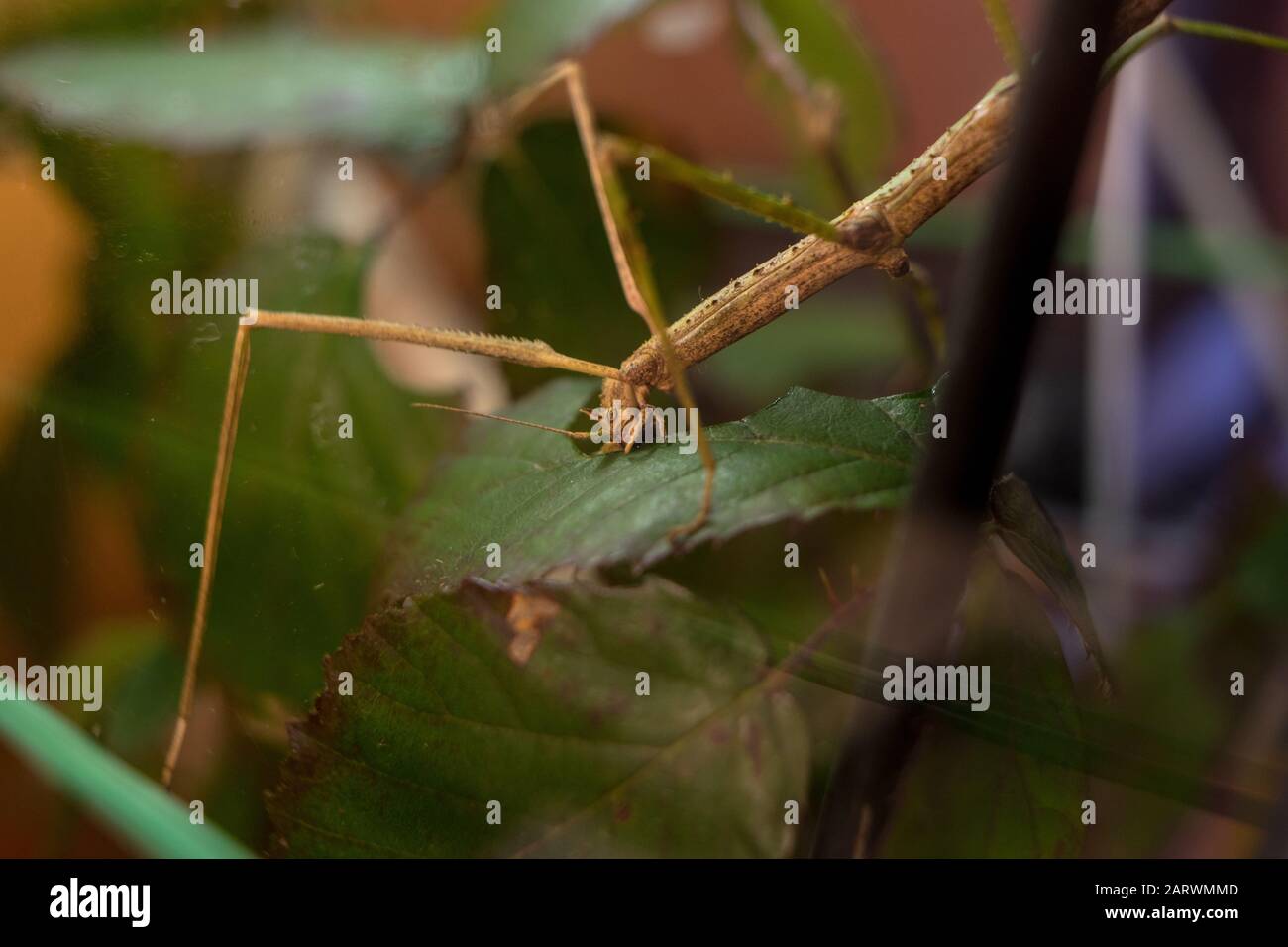 Eating walking stick insect hi-res stock photography and images - Alamy