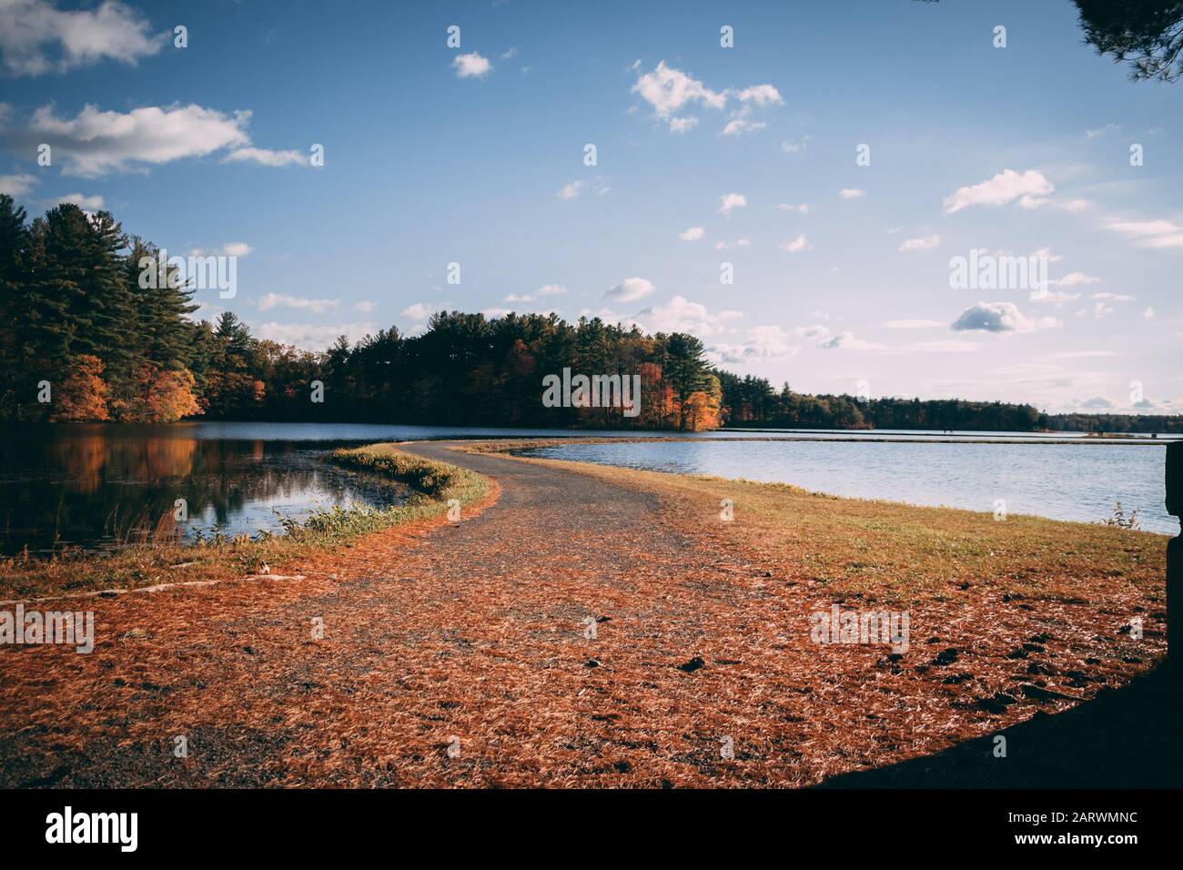 Beautiful path surrounded by water forests and a leaf fall in autumn-a ...