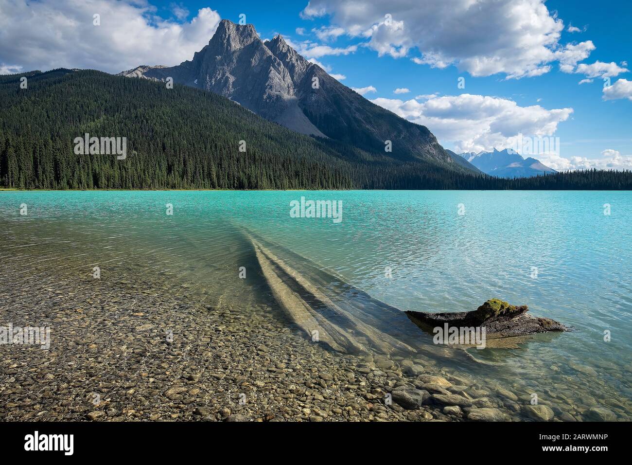 Deadwood in Emerald Lake backed by Wapta Mountain, Yoho National Park ...