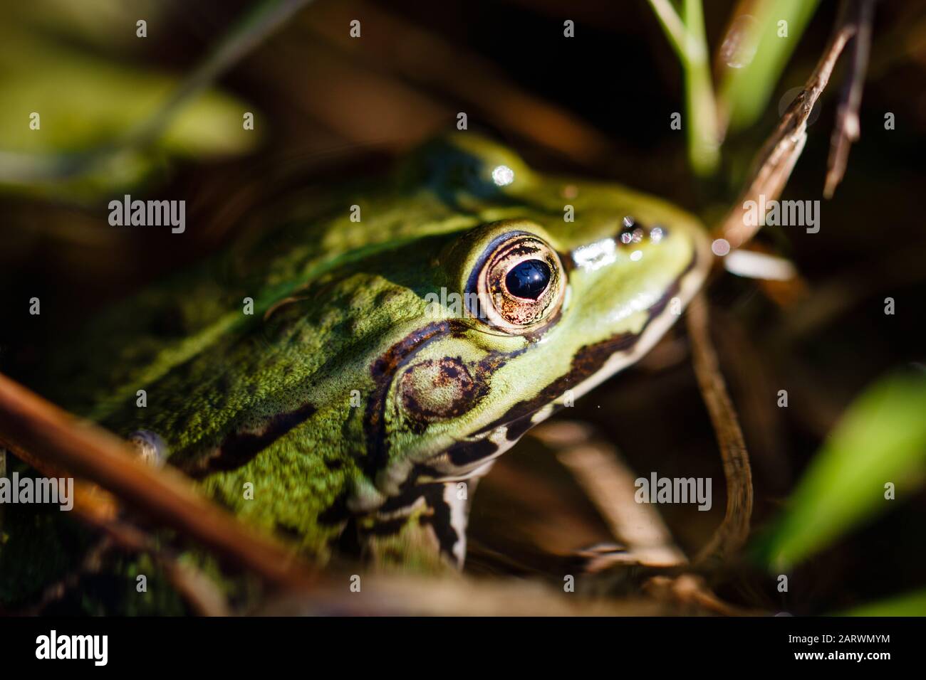 Barking tree frog hi-res stock photography and images - Alamy