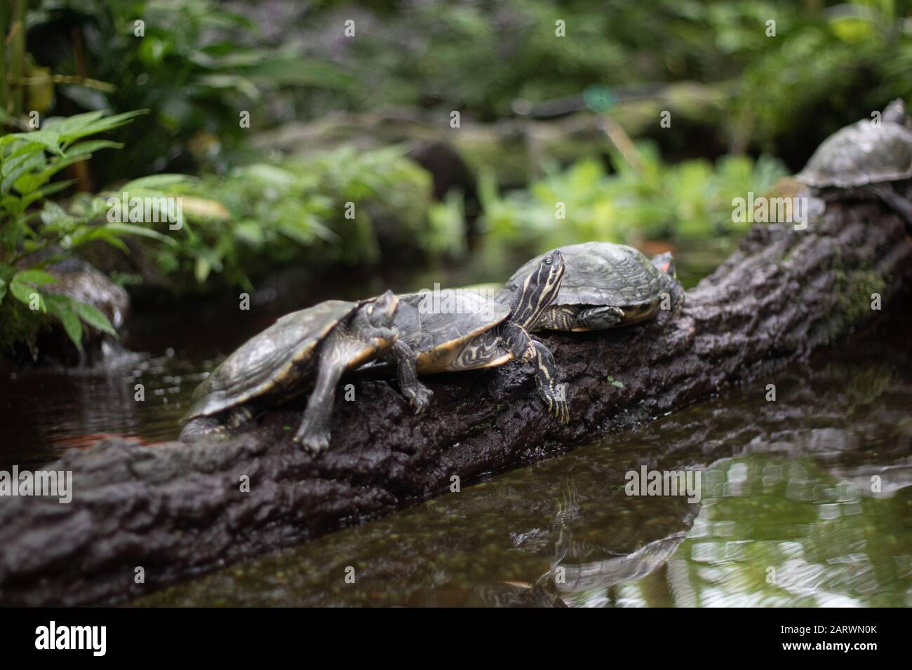 Beautiful shot of turtles on a tree branch over the water Stock Photo ...