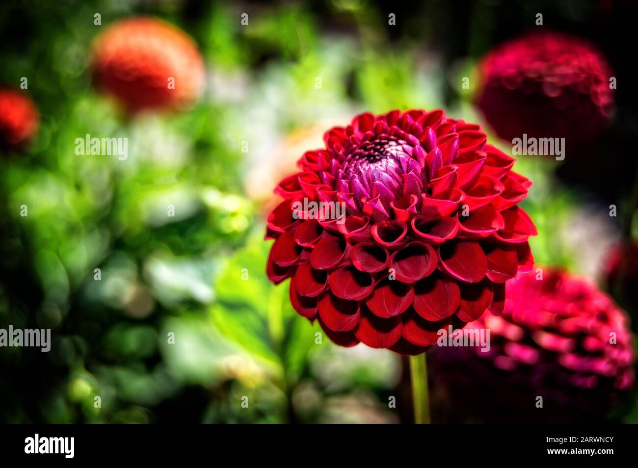 Flowers in Southeastern USA Stock Photo - Alamy