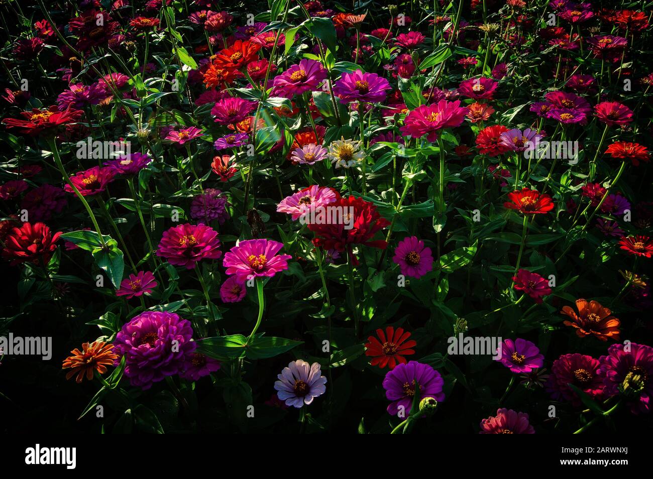 Flowers in Southeastern USA Stock Photo - Alamy