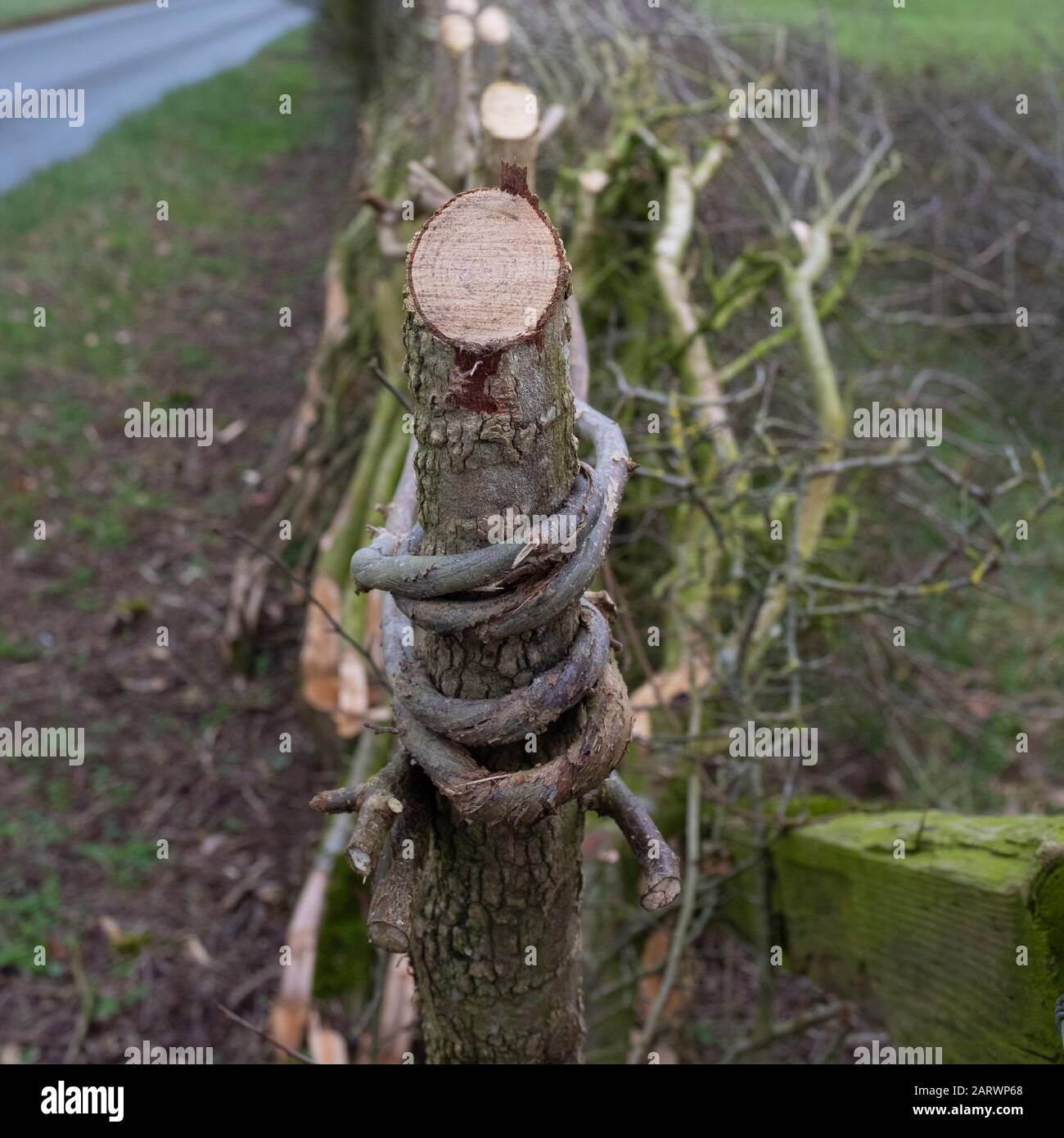 Hedge Laying In The Cotswolds High Resolution Stock Photography and ...