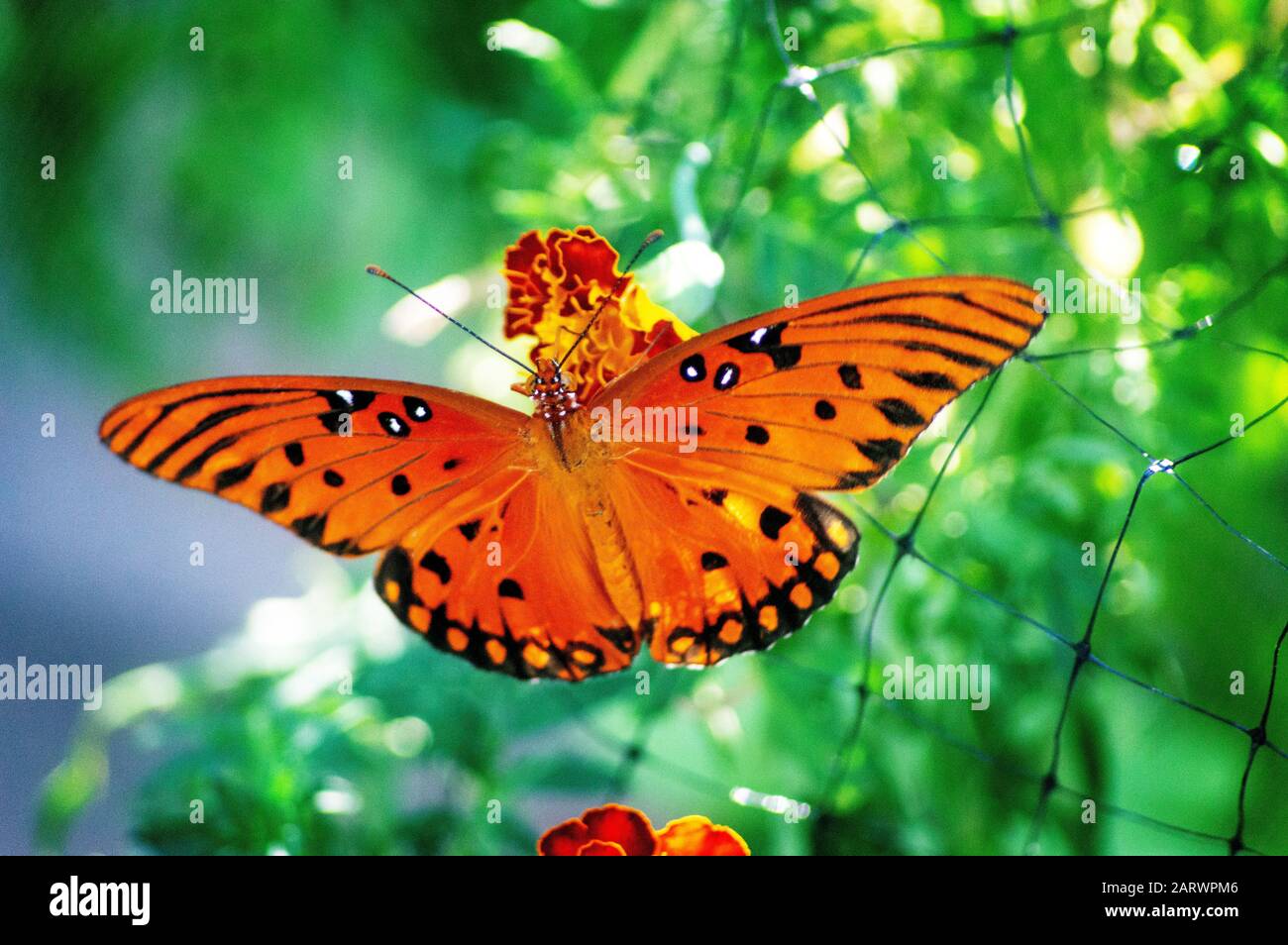 Butterfly in garden during spring season Stock Photo - Alamy