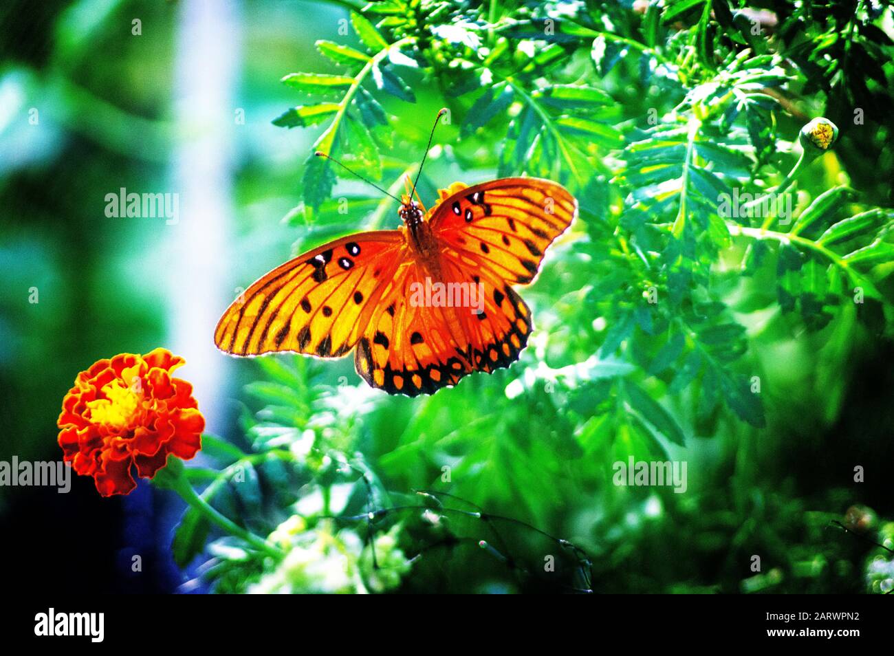Butterfly in garden during spring season Stock Photo - Alamy