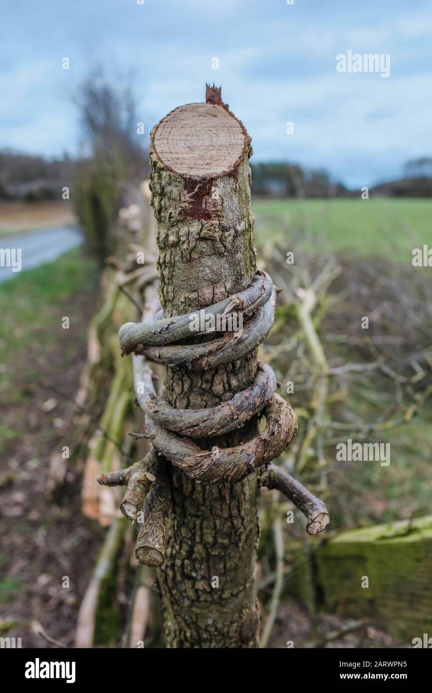 Hedge Laying In The Cotswolds High Resolution Stock Photography and ...