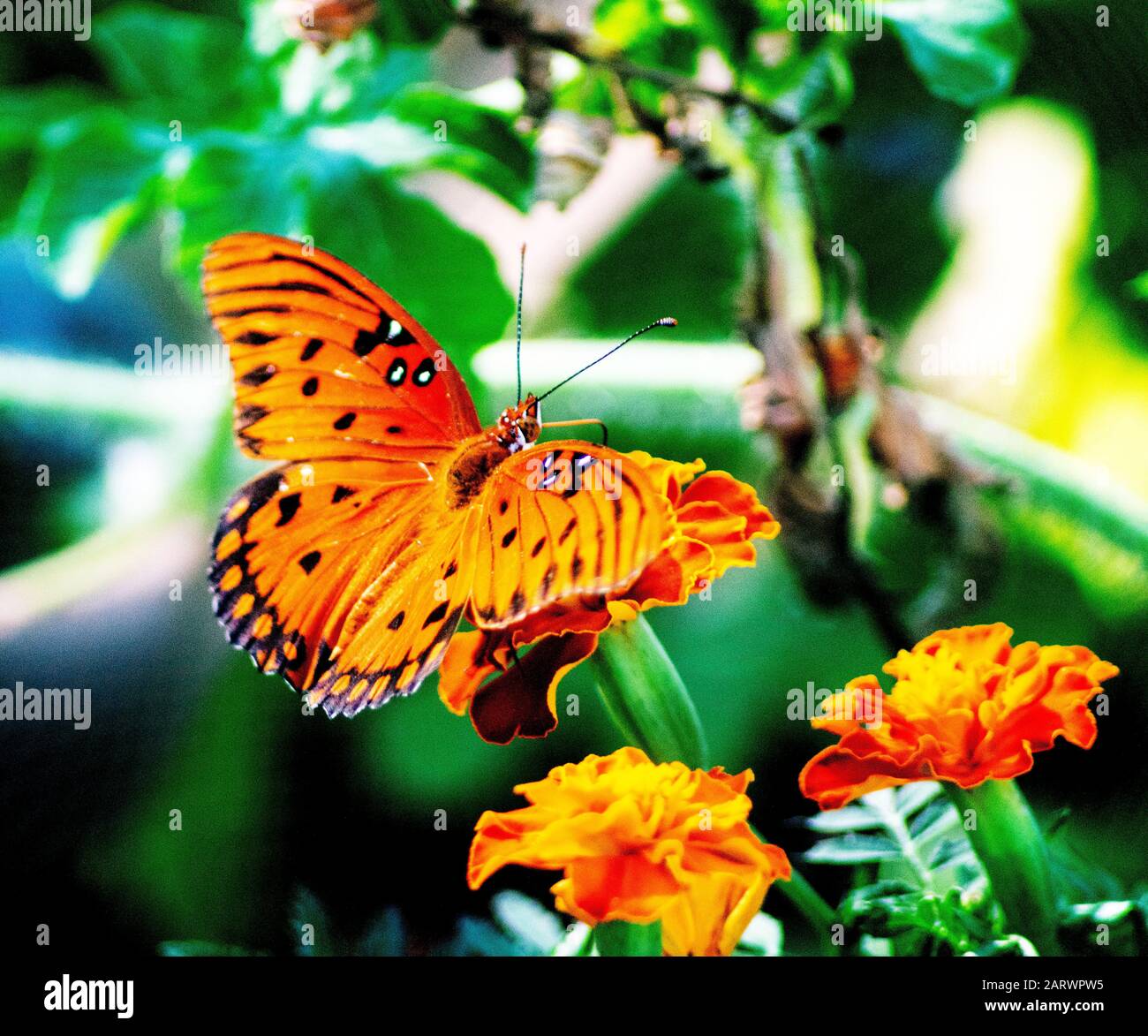 Butterfly flying garden hi-res stock photography and images - Alamy
