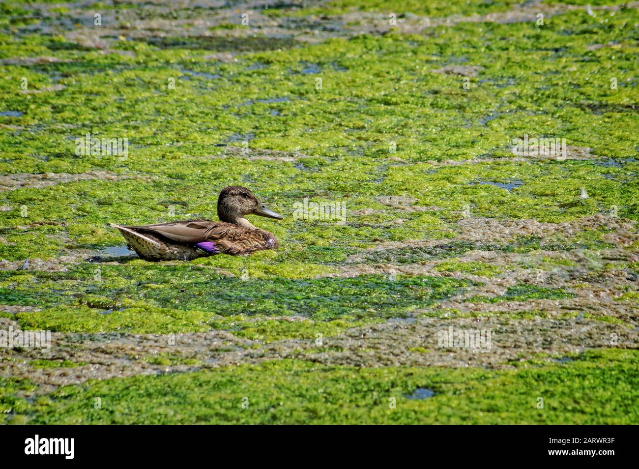 Summer duck hi-res stock photography and images - Alamy