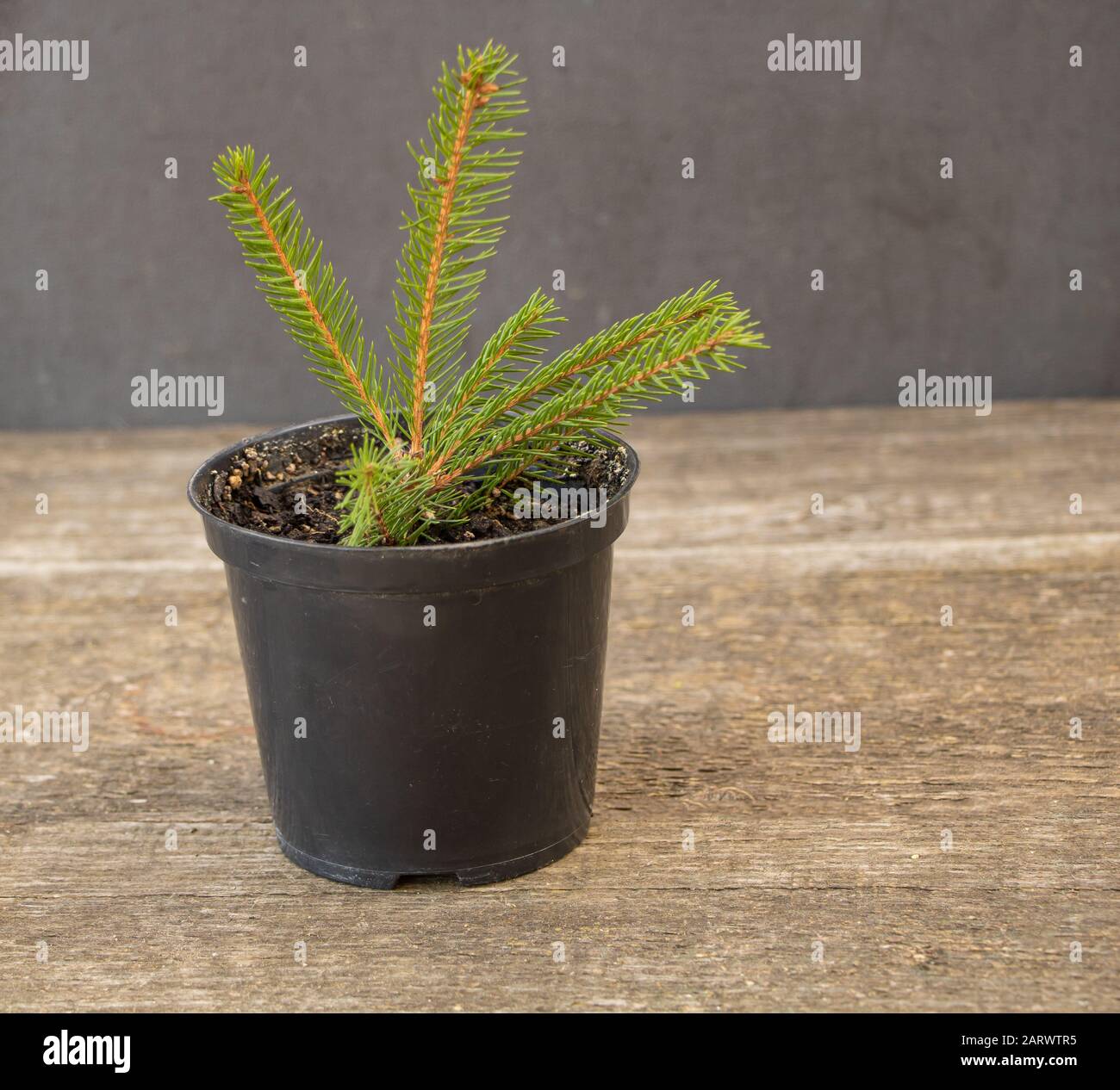 A young fir tree in the pot. How to grow fir tree concept Stock Photo ...