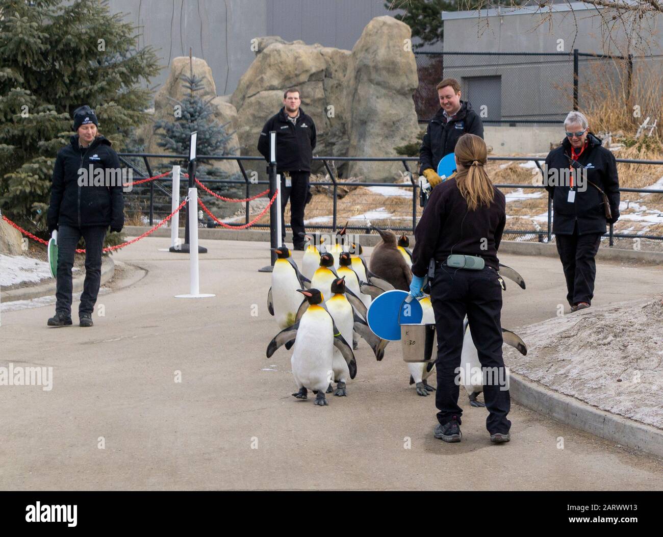 King penguins Calgary Zoo Alberta Stock Photo - Alamy