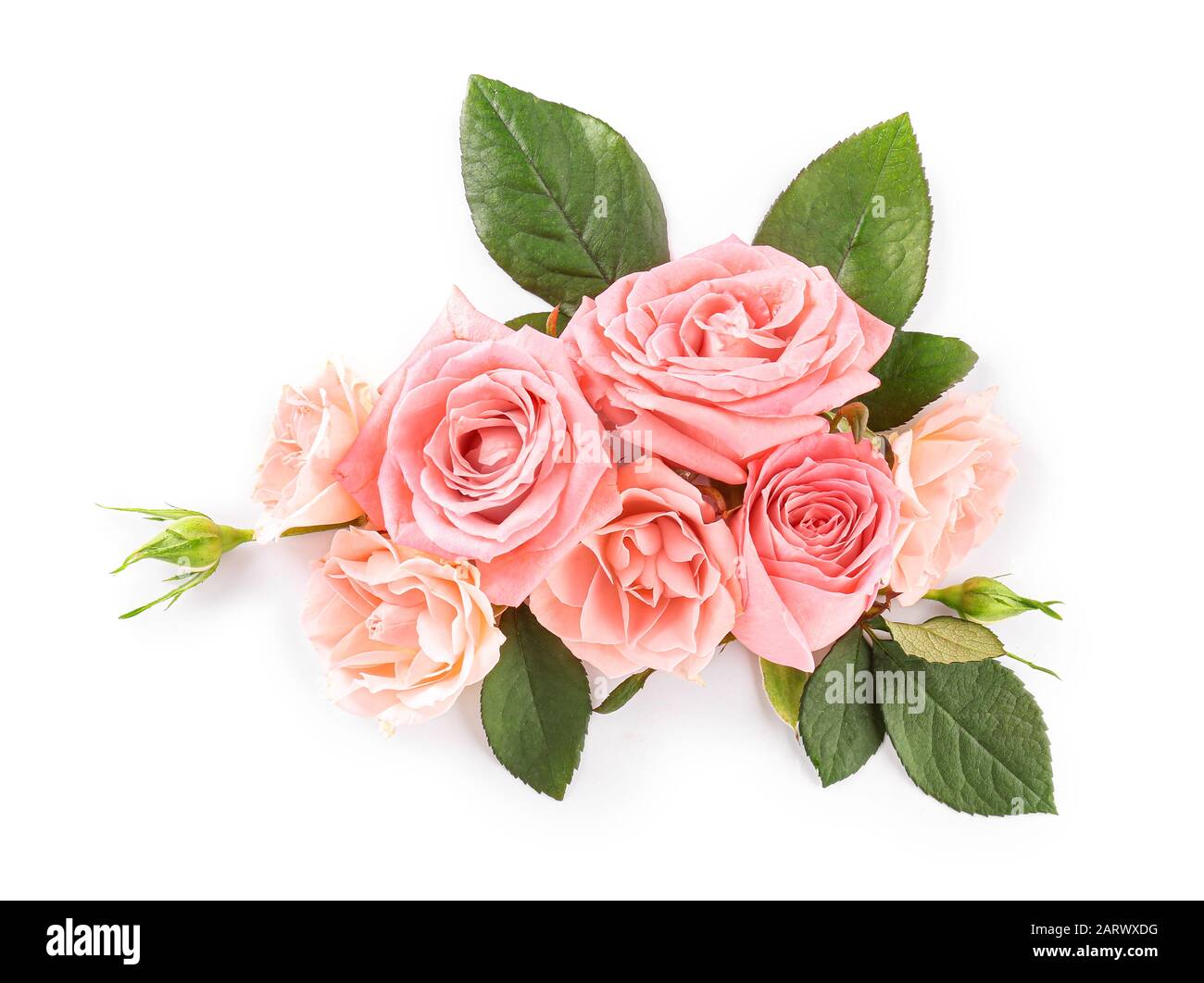 Beautiful rose flowers on white background Stock Photo - Alamy