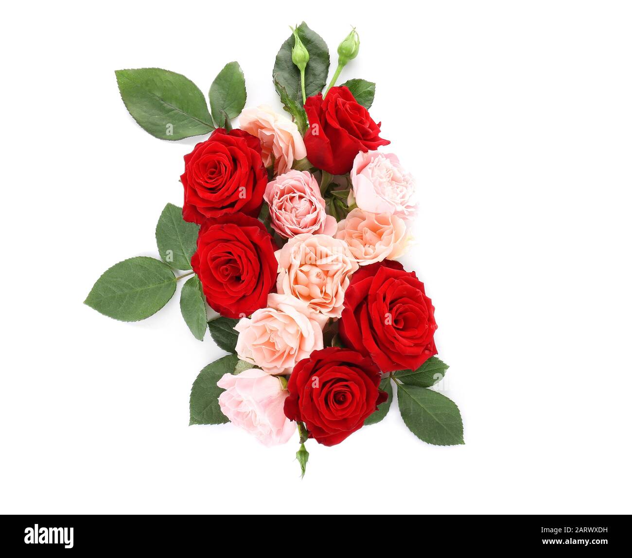 Beautiful rose flowers on white background Stock Photo - Alamy