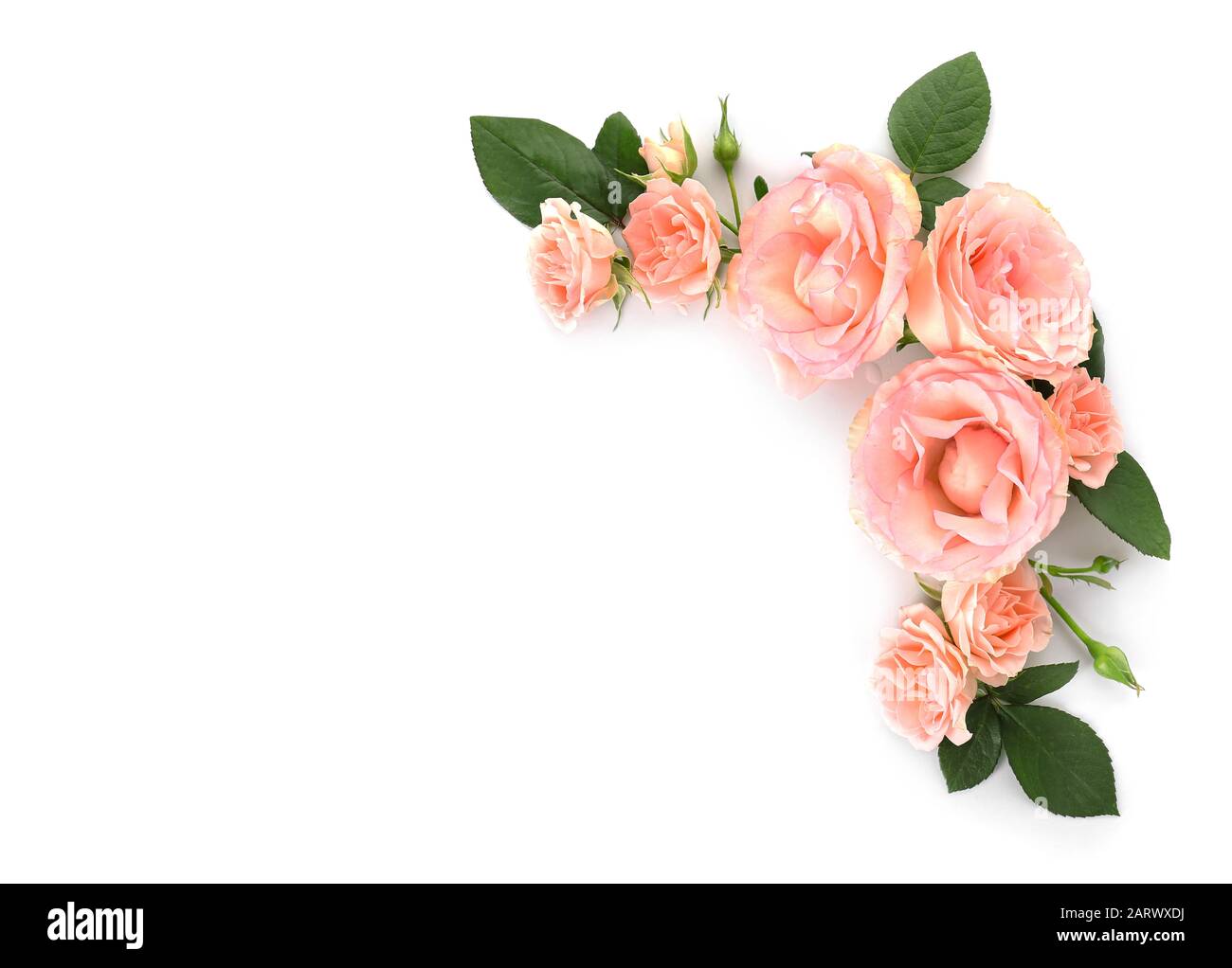 Beautiful rose flowers on white background Stock Photo - Alamy