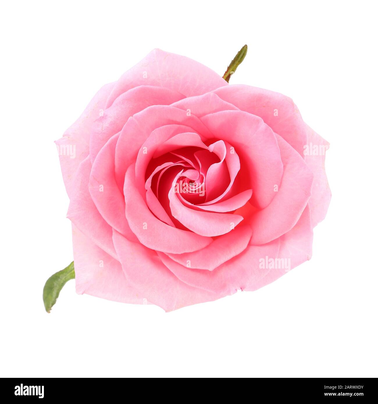Beautiful rose flower on white background Stock Photo - Alamy