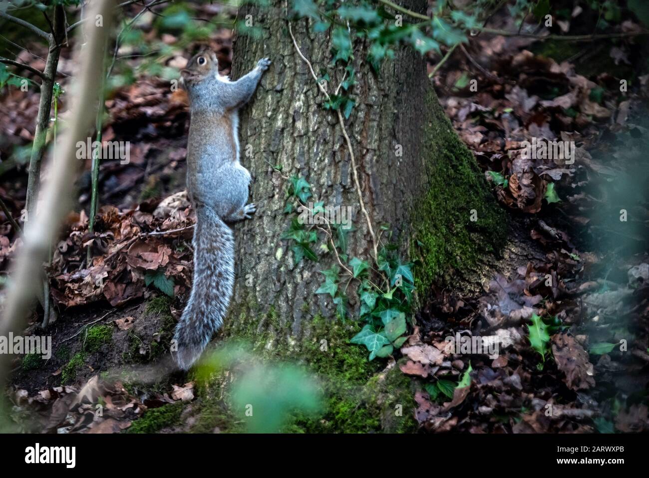 One of the healthy squirrel colony in Victoria Park in Haywards Heath ...