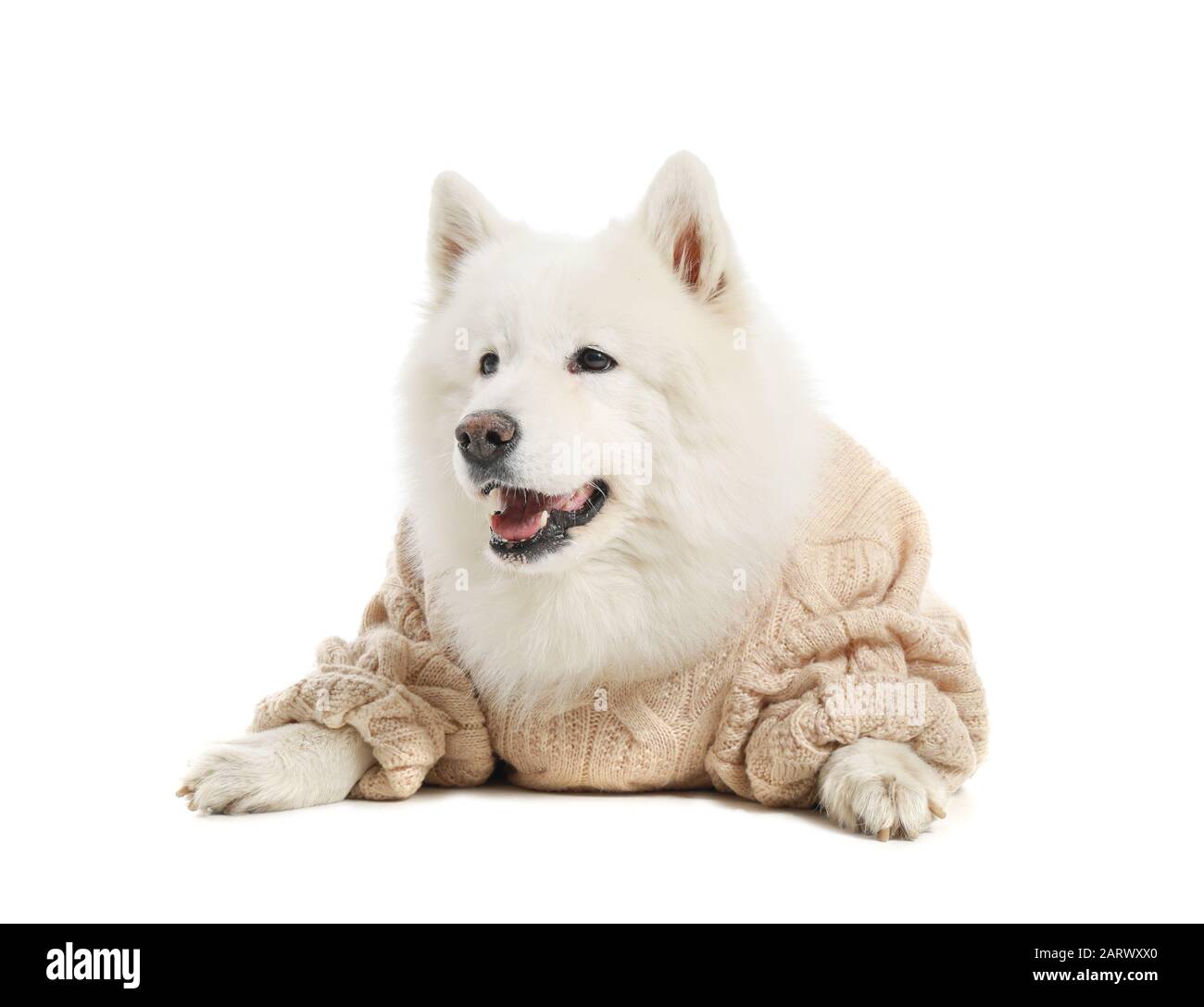 Cute Samoyed dog in warm sweater on white background Stock Photo - Alamy