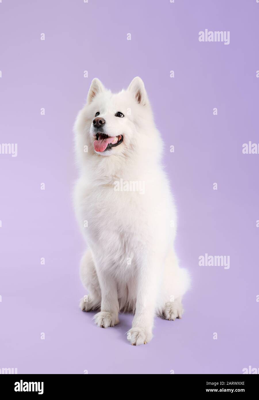 Cute Samoyed dog on color background Stock Photo - Alamy