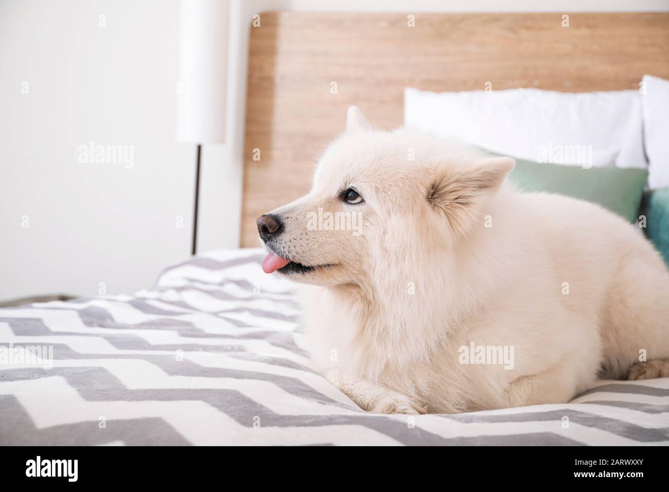 Cute Samoyed dog lying on bed Stock Photo - Alamy