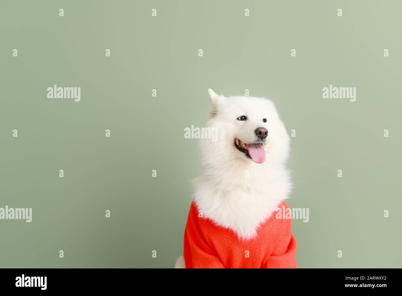 Cute Samoyed dog in sweater on color background Stock Photo - Alamy