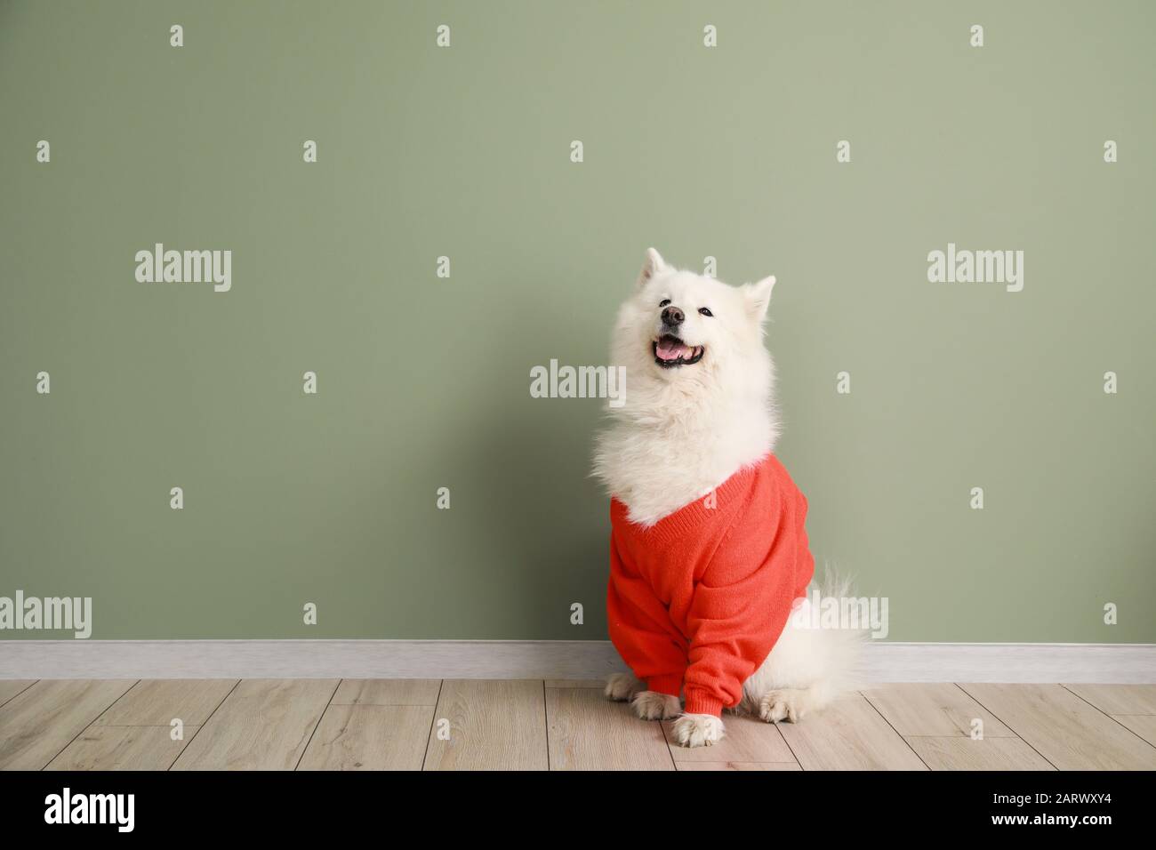 Cute Samoyed dog in sweater against color wall Stock Photo - Alamy