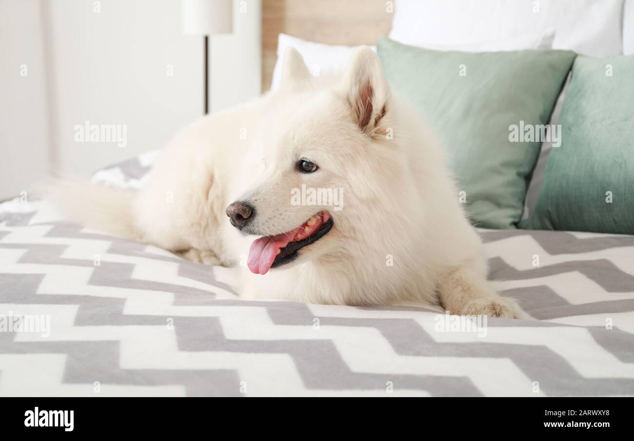 Cute Samoyed dog lying on bed Stock Photo - Alamy