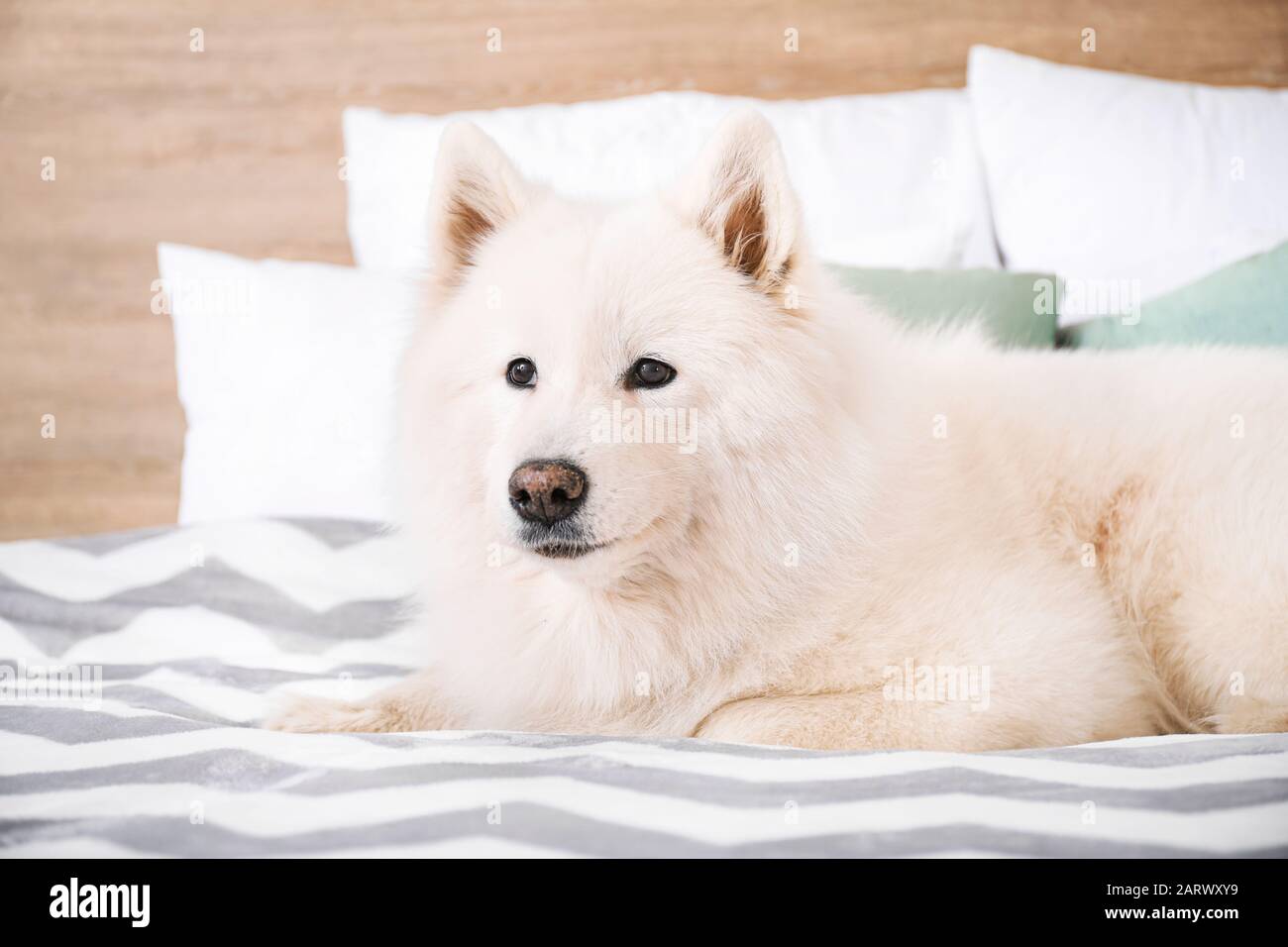 Cute Samoyed dog lying on bed Stock Photo - Alamy