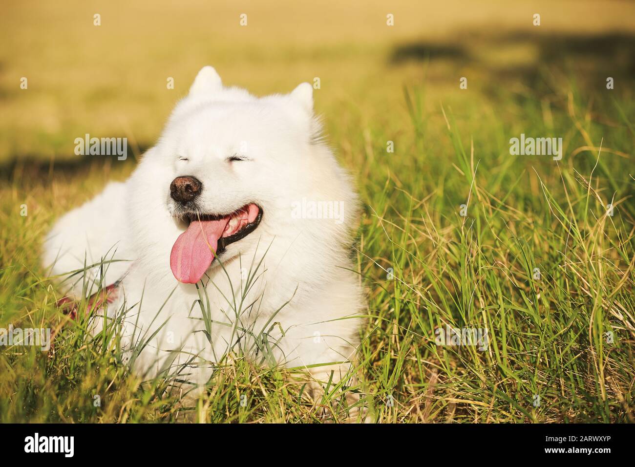 Cute funny Samoyed dog outdoors Stock Photo - Alamy
